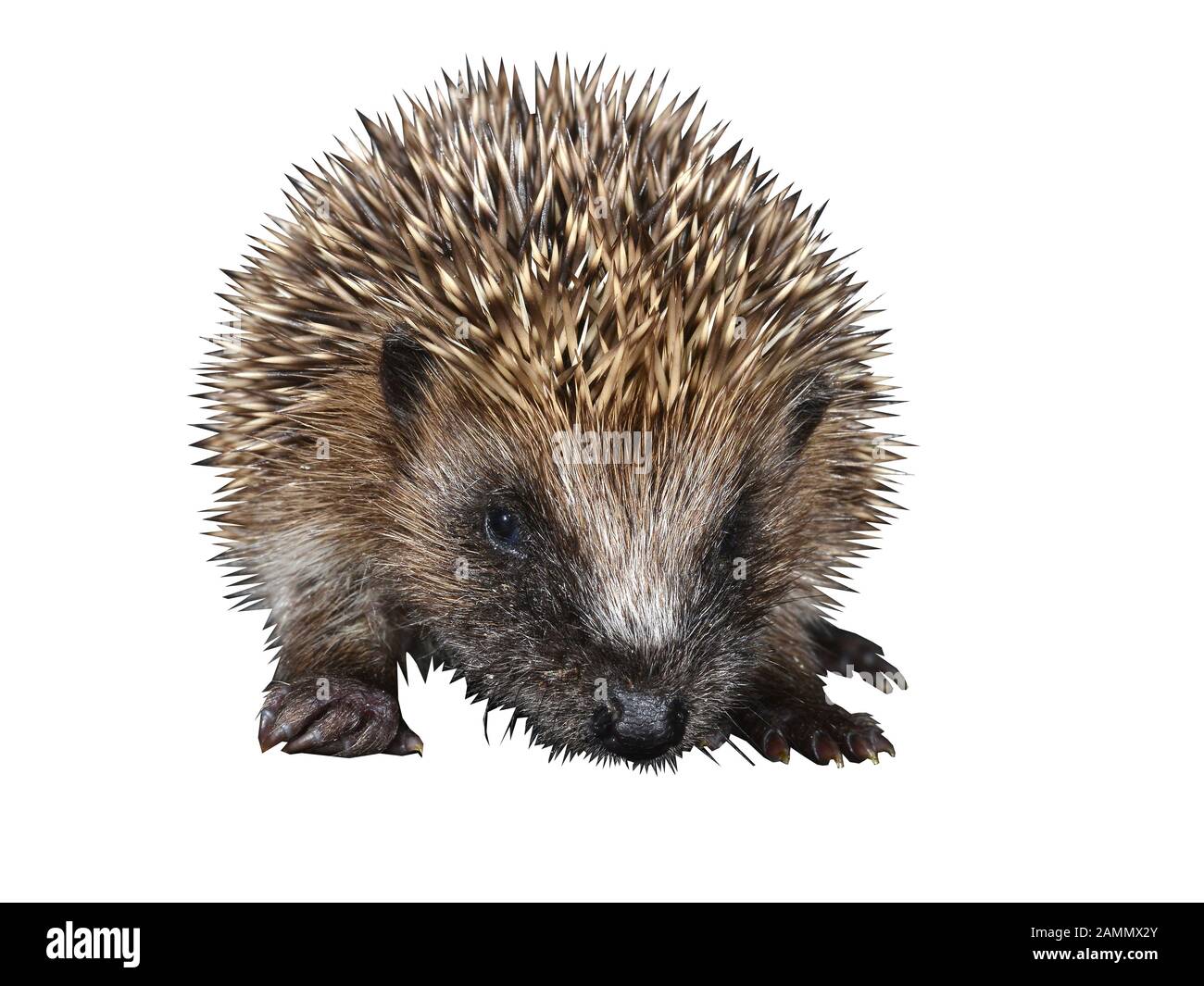British hedgehogs Cut Out Stock Images & Pictures - Alamy