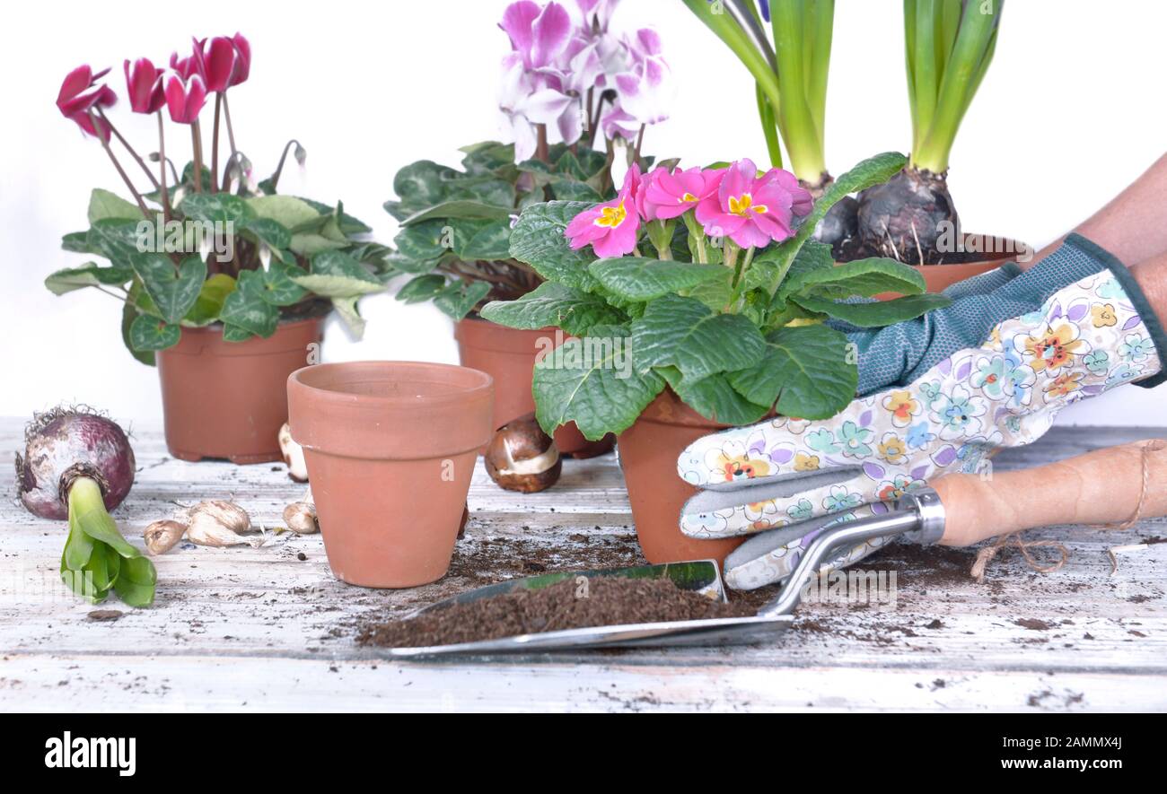 hand of gardener holding a flowerpot above a garden table with shoble ...