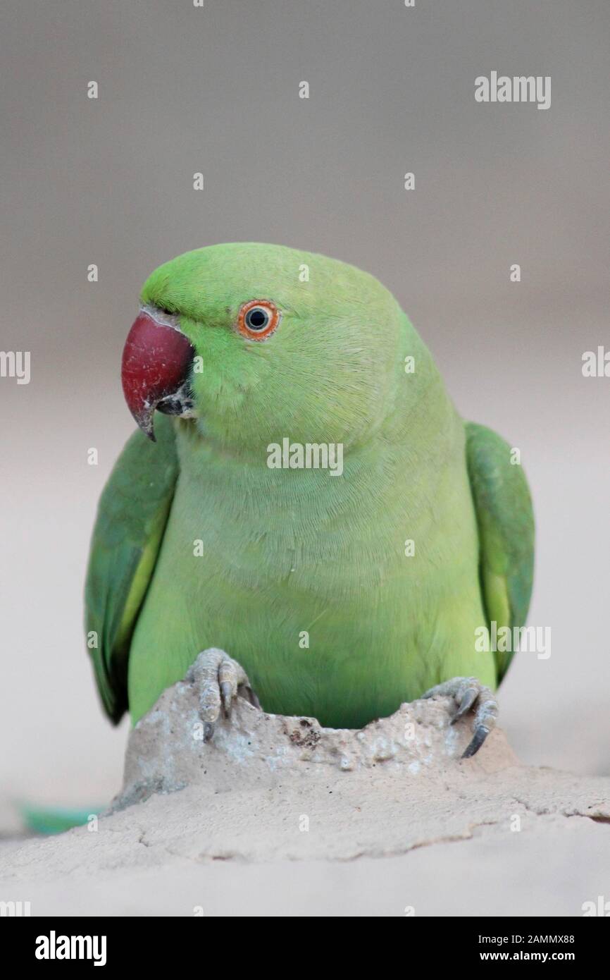 Rose-ringed Parakeet Psittacula krameri - female Stock Photo - Alamy