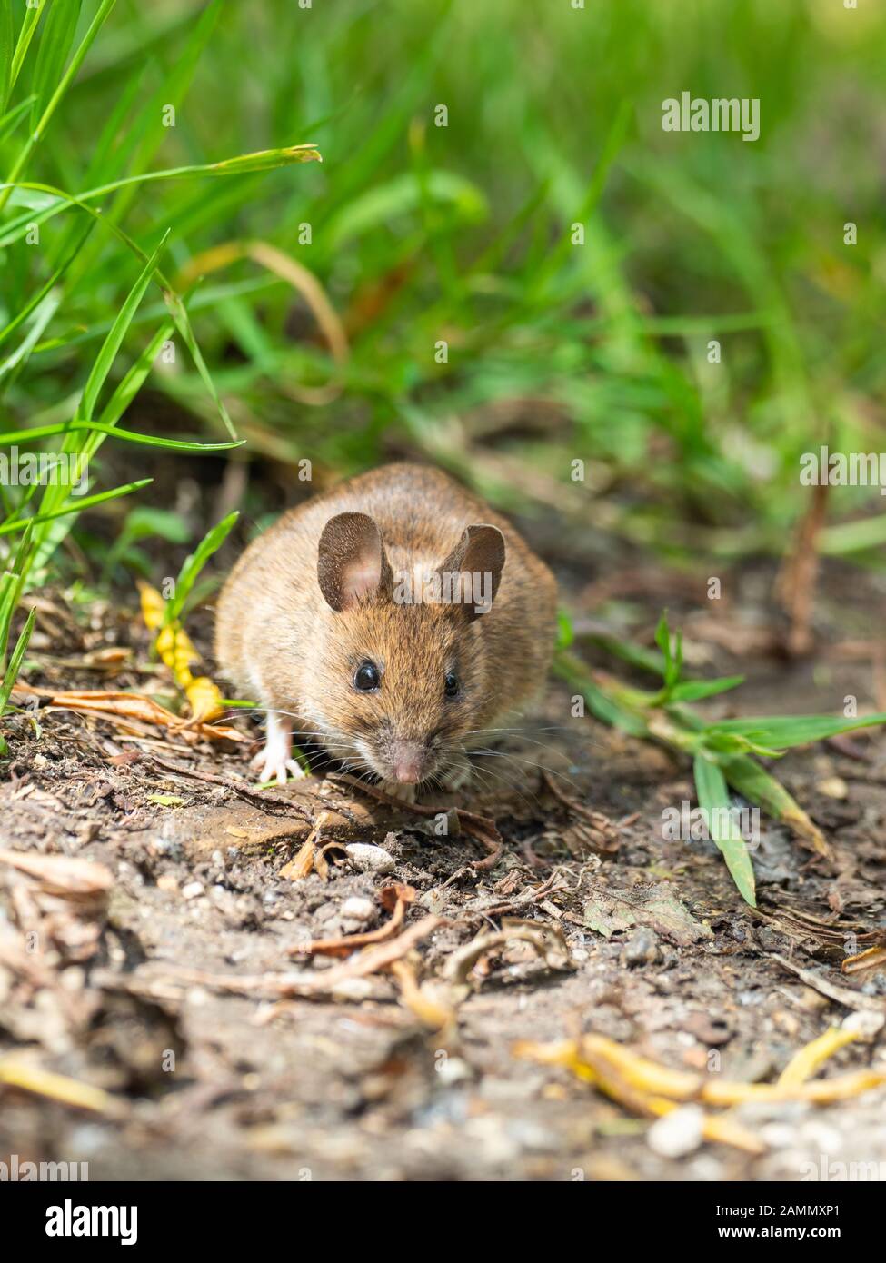 Wood Mouse or Long Tailed Field Mouse. Attenborough Reserve Stock Photo ...