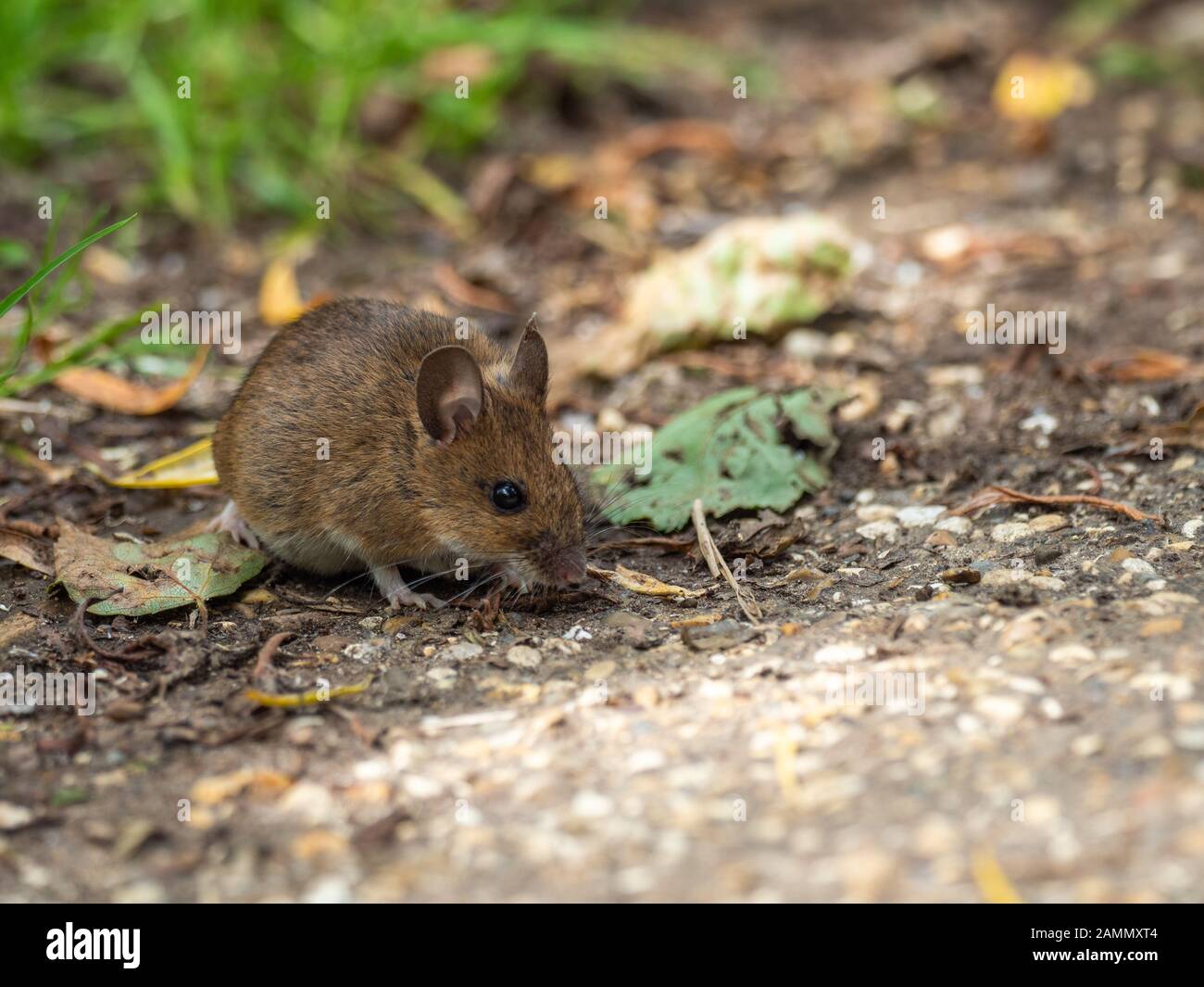 Wood Mouse or Long Tailed Field Mouse. Attenborough Reserve Stock Photo ...