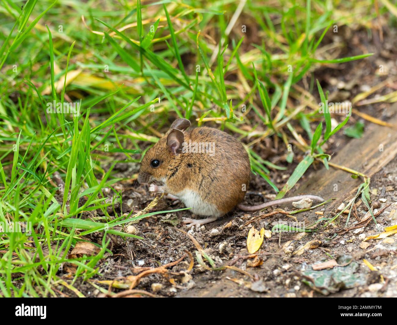 Wood Mouse or Long Tailed Field Mouse. Attenborough Reserve Stock Photo ...
