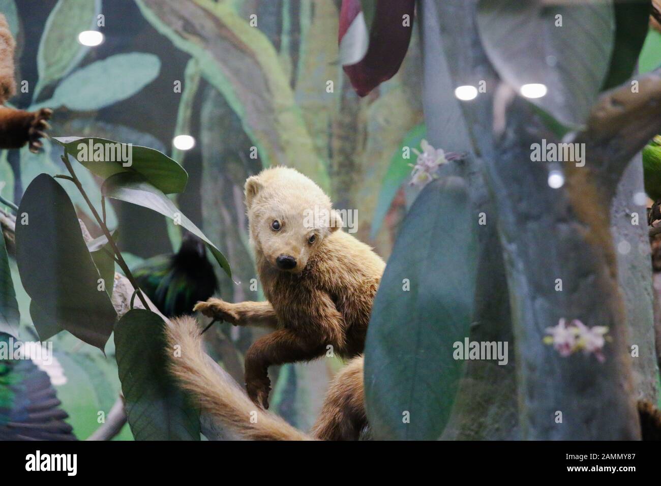 Moscow, Russia, January 2020-State Darwin Museum. The Museum's exhibits ...