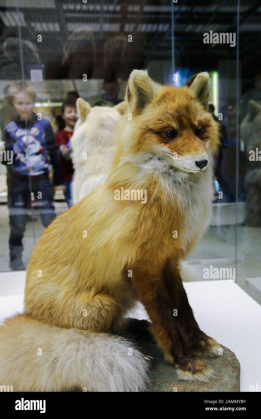 Moscow, Russia, January 2020-State Darwin Museum. The Museum's exhibits ...