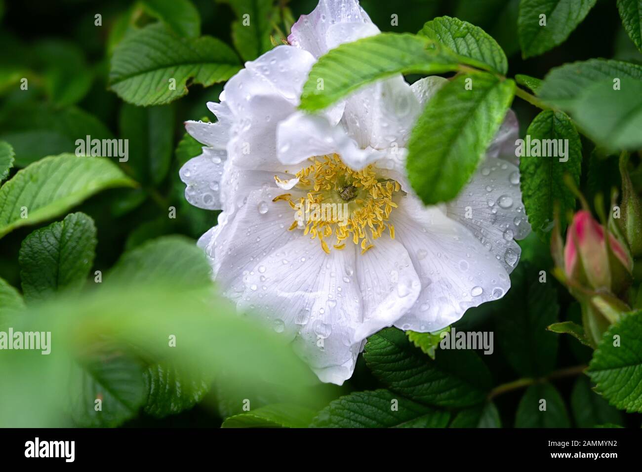 Pretty flowering white rugosa shrub rose Stock Photo - Alamy