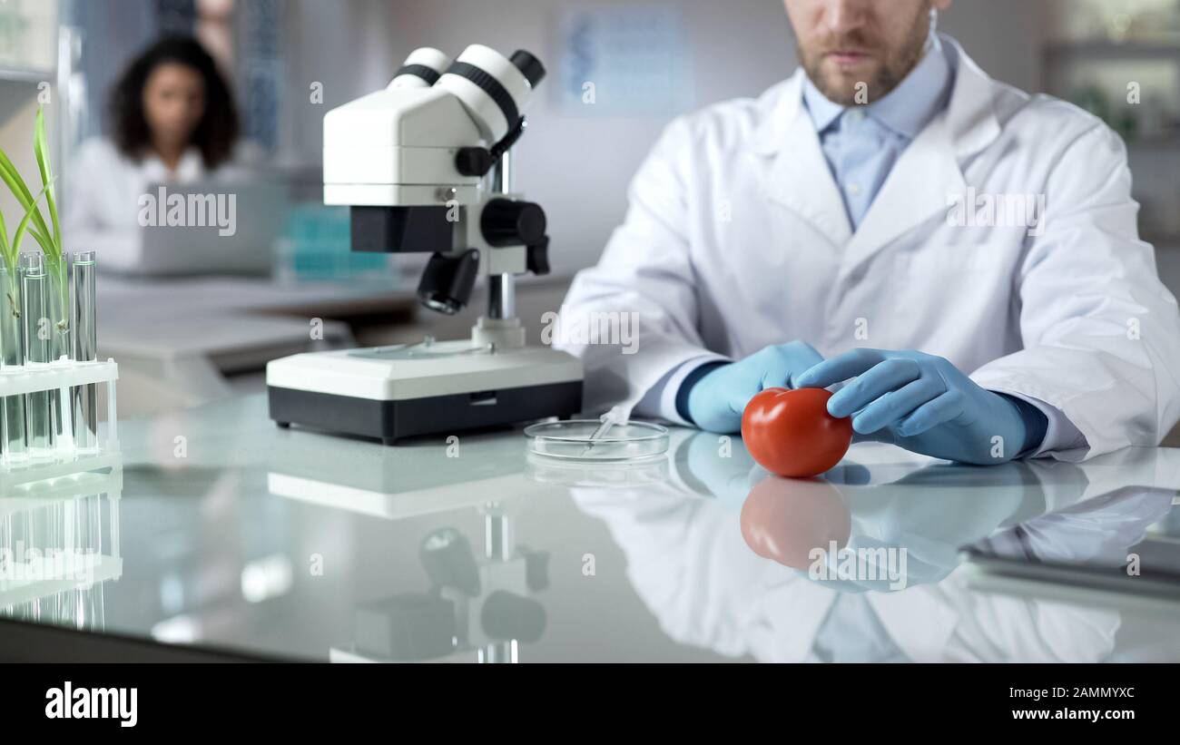 Biologist checking tomato sample laboratory after pesticide injection ...