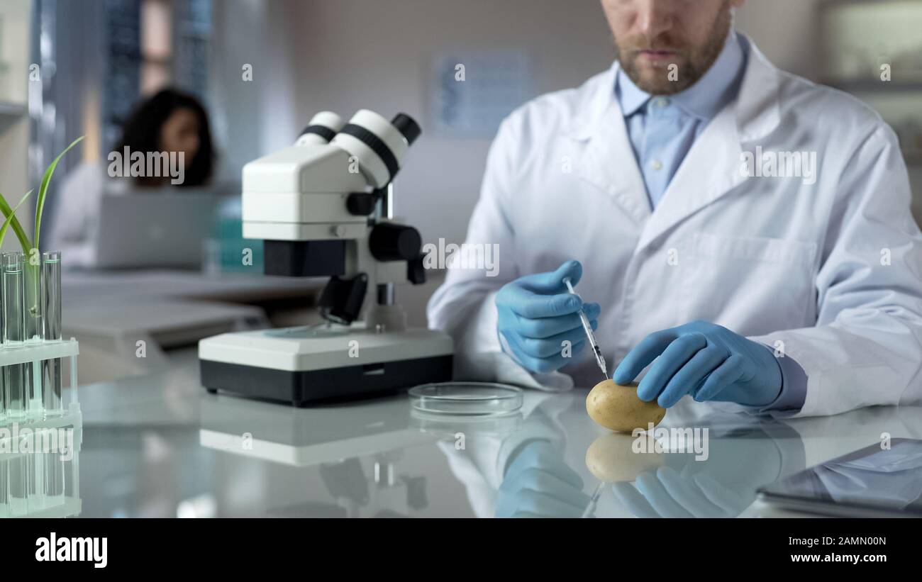 Lab researcher injecting test liquid in potato sample, food quality ...