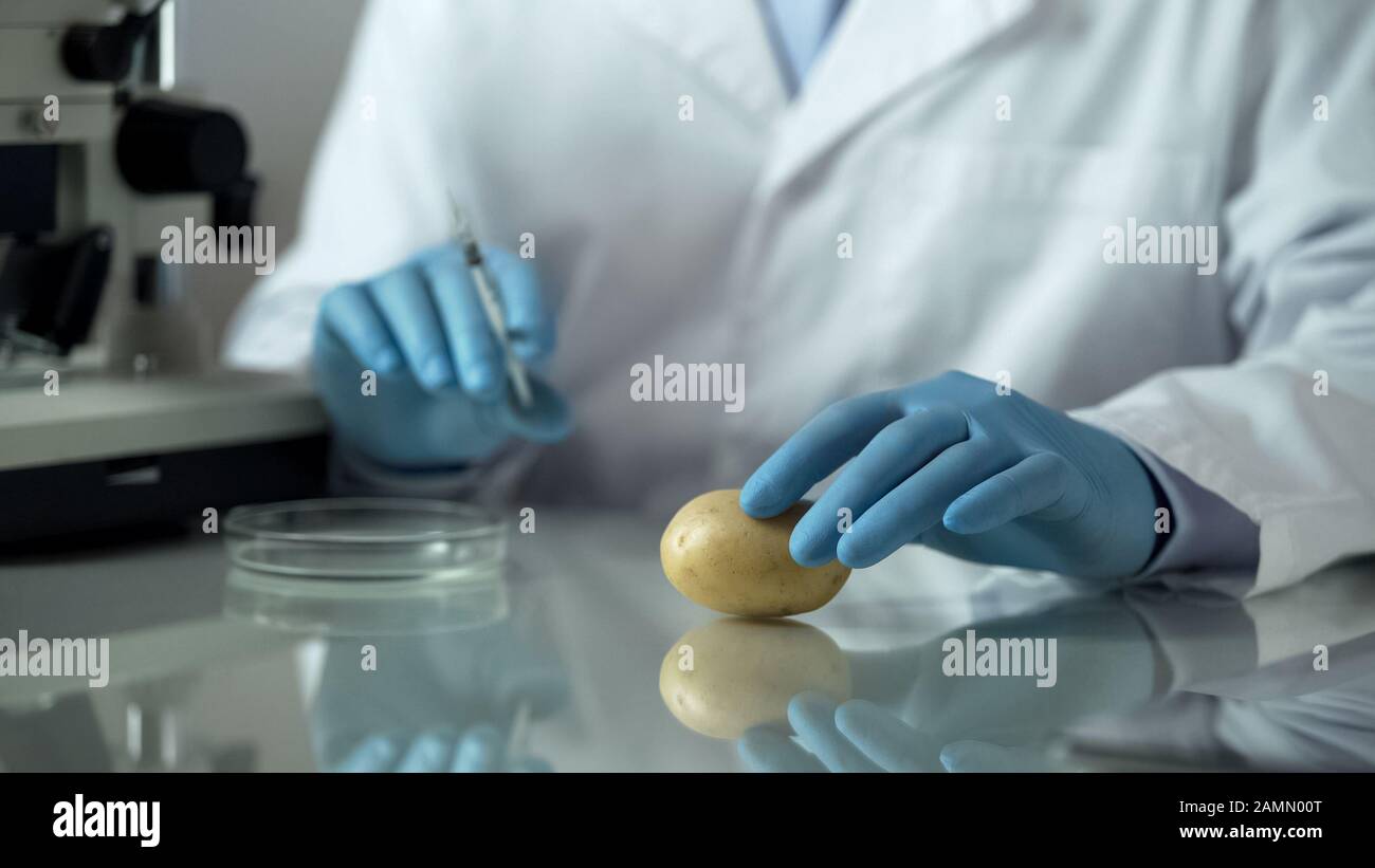Genetically modified potato hi-res stock photography and images - Alamy