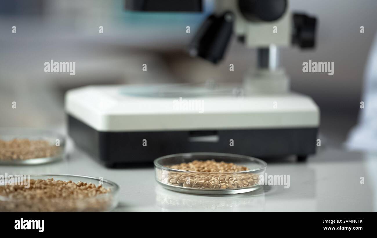 Grains in laboratory dishes on table, raw material for healthy food ...