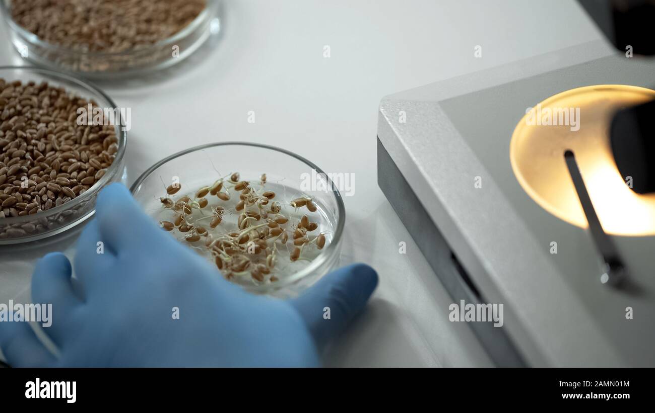 Grain testing hi-res stock photography and images - Alamy