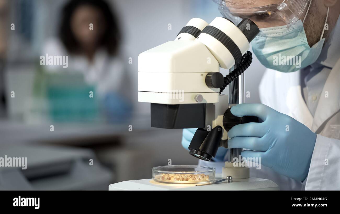 Worker carefully studying under microscope genetically modified germs ...