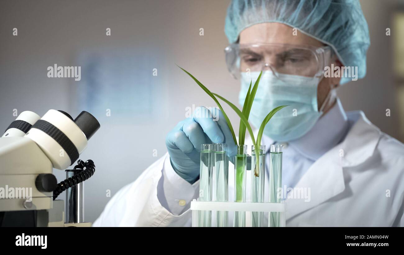 Genetically Modified Crops Lab High Resolution Stock Photography and ...