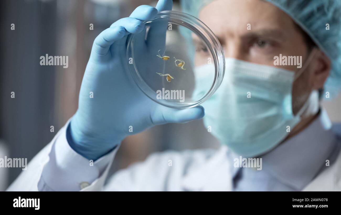 Experimental laboratory expert checking genetically modified organisms ...