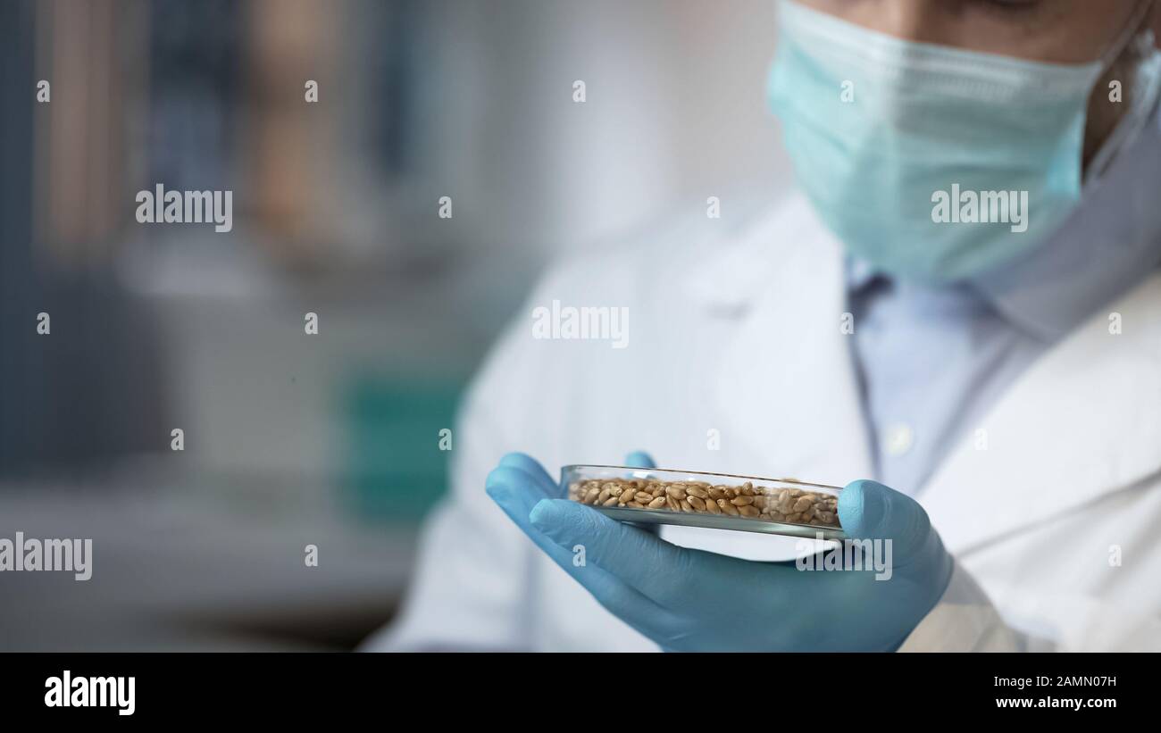 Scientist looking at wheat grains in laboratory dish, analyzing harvest ...