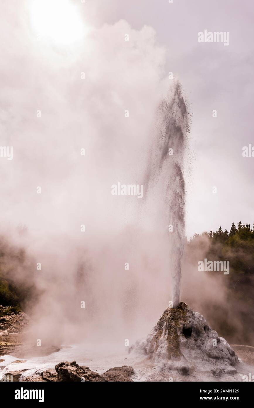 Water spout from Lady Knox Geyser at Waiotapu, Waikato, North Island ...