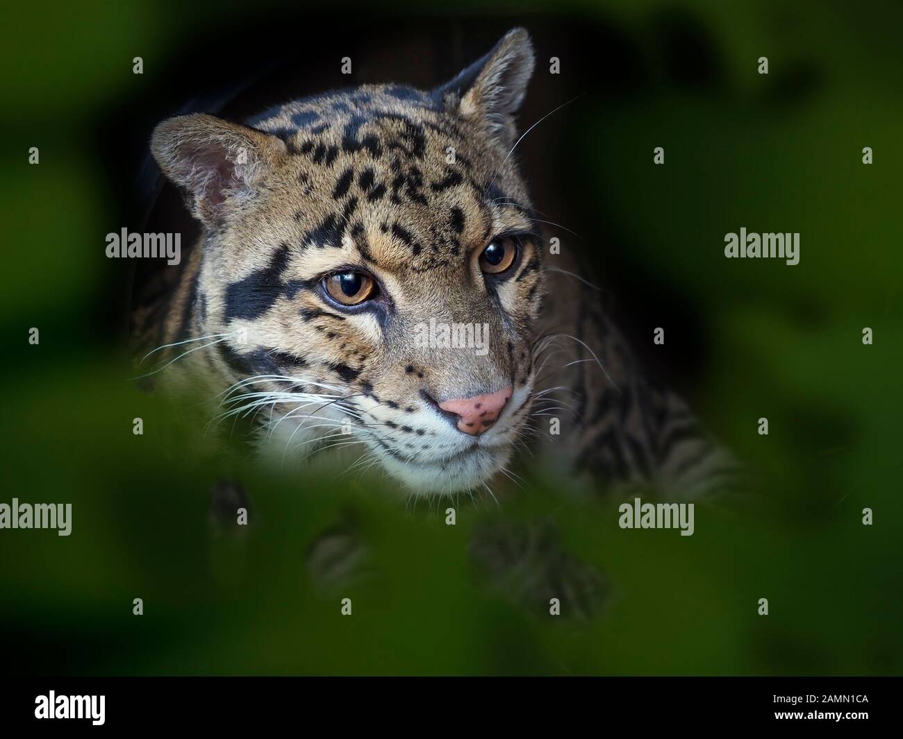 Clouded leopard Neofelis nebulosa Captive portrait Stock Photo - Alamy