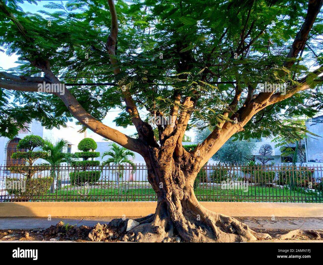 Tree in Merida, Mexico Stock Photo - Alamy