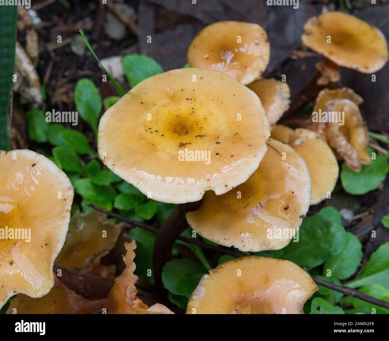 Champignon champignon armillaria mellea hi-res stock photography and ...