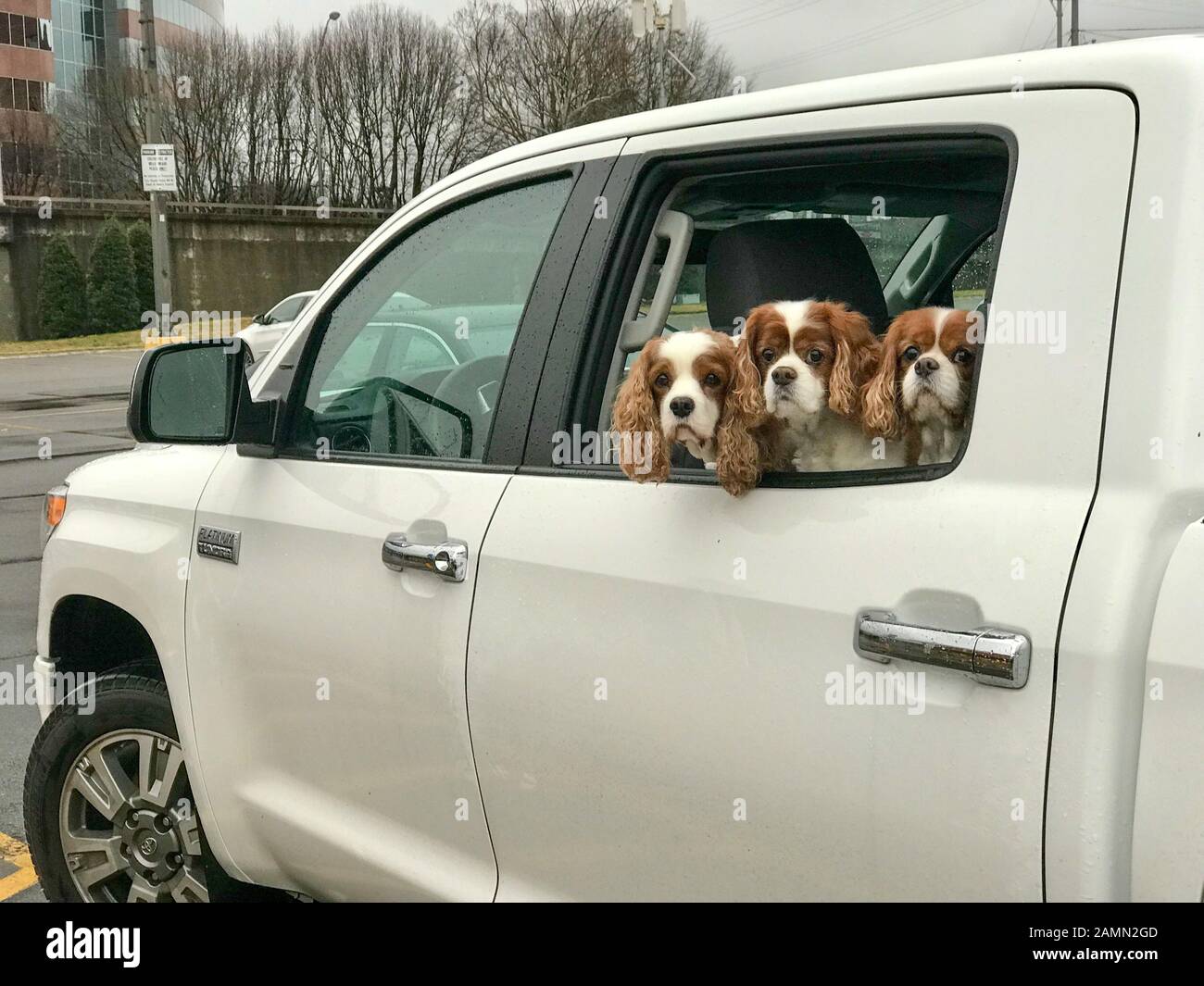 Three dogs in a car. USA Stock Photo - Alamy