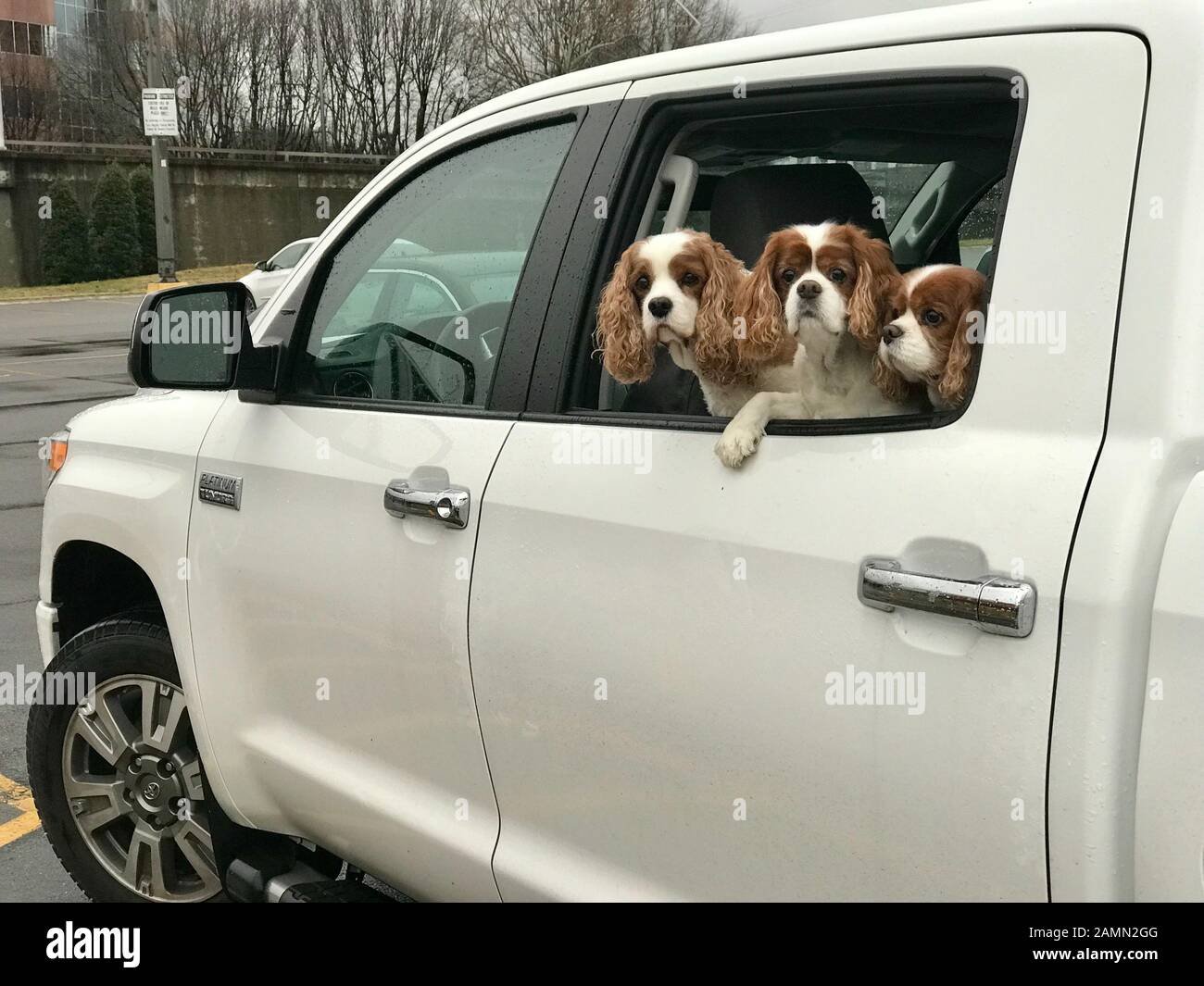 Dogs in pickup truck hi-res stock photography and images - Alamy