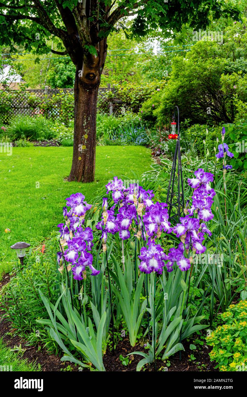 German or bearded iris growing in a peaceful back yard garden Stock ...