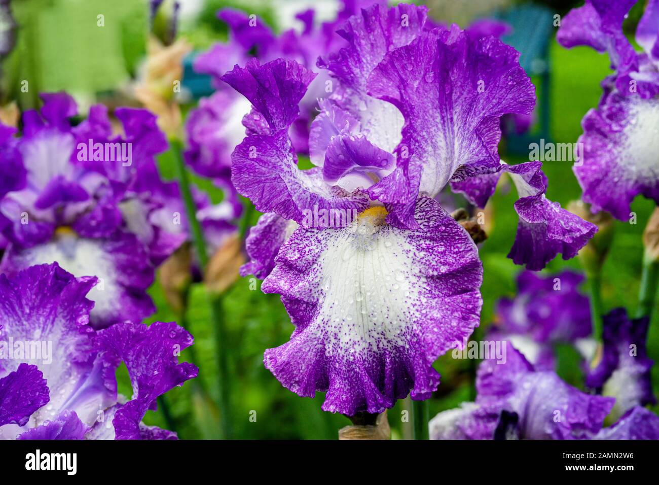 Bearded iris in plant bed hi-res stock photography and images - Alamy