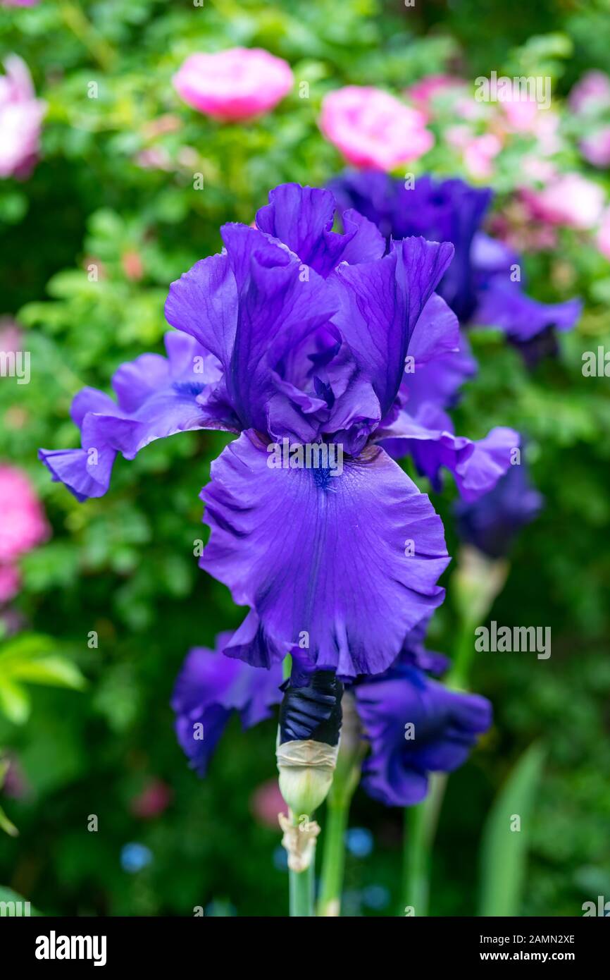 Iris flower garden hi-res stock photography and images - Alamy