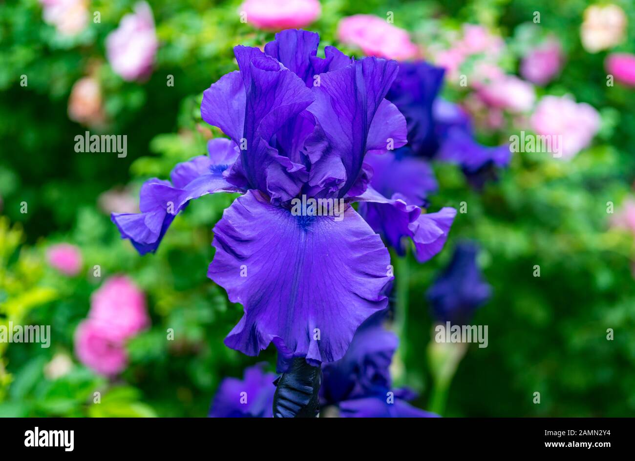 Iris flower garden hi-res stock photography and images - Alamy