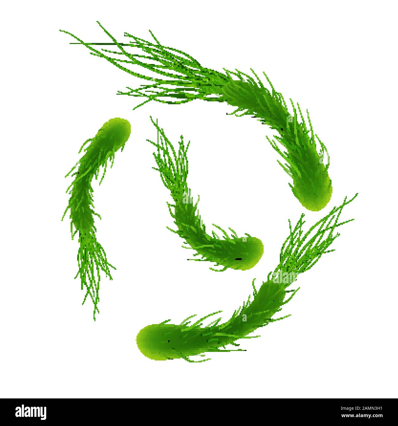 Helicobacter pylori bacterium illustration Cut Out Stock Images ...