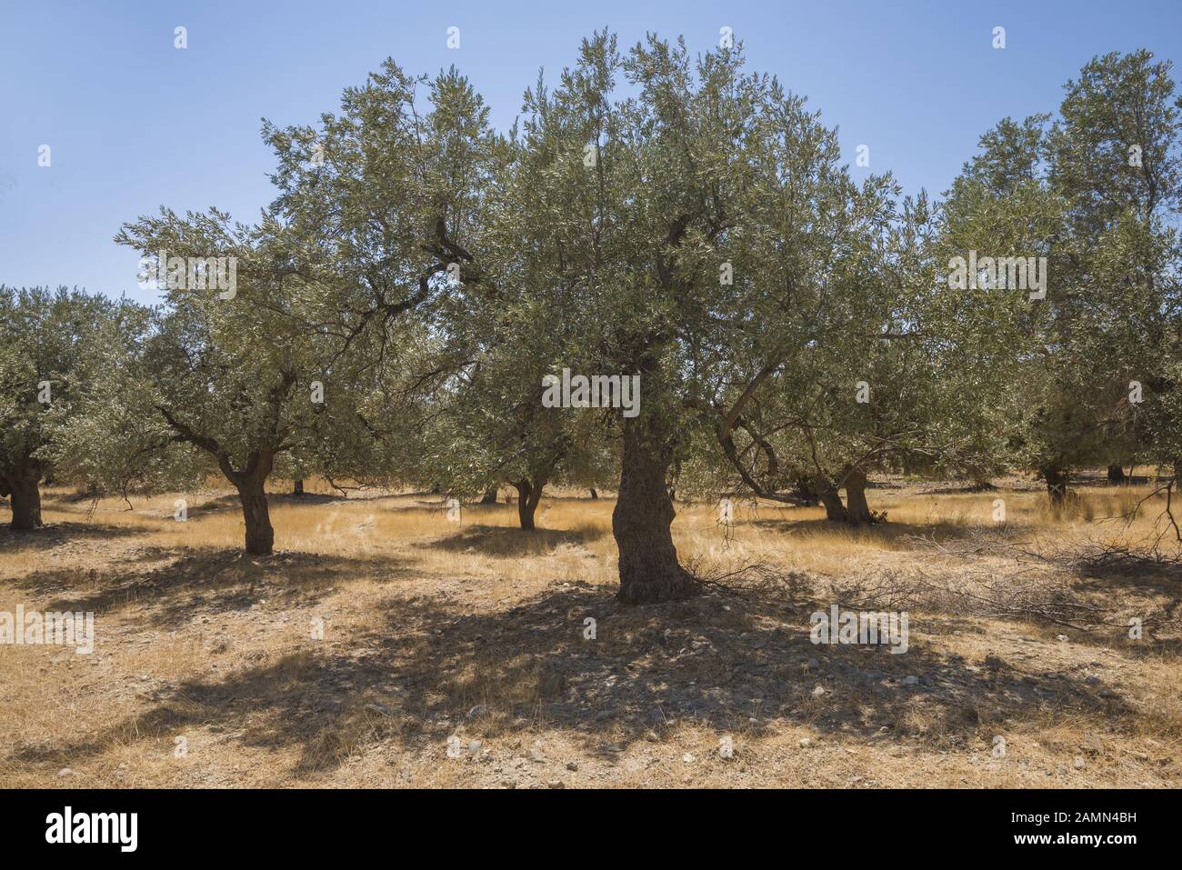 Olive plantation in sun day. Old obsolete olive trees. European olive ...