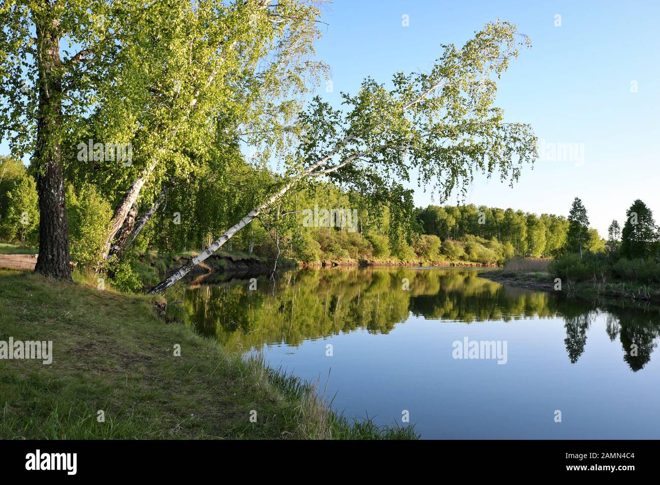 Summer landscape - Calm flat river among fields and birch groves in ...