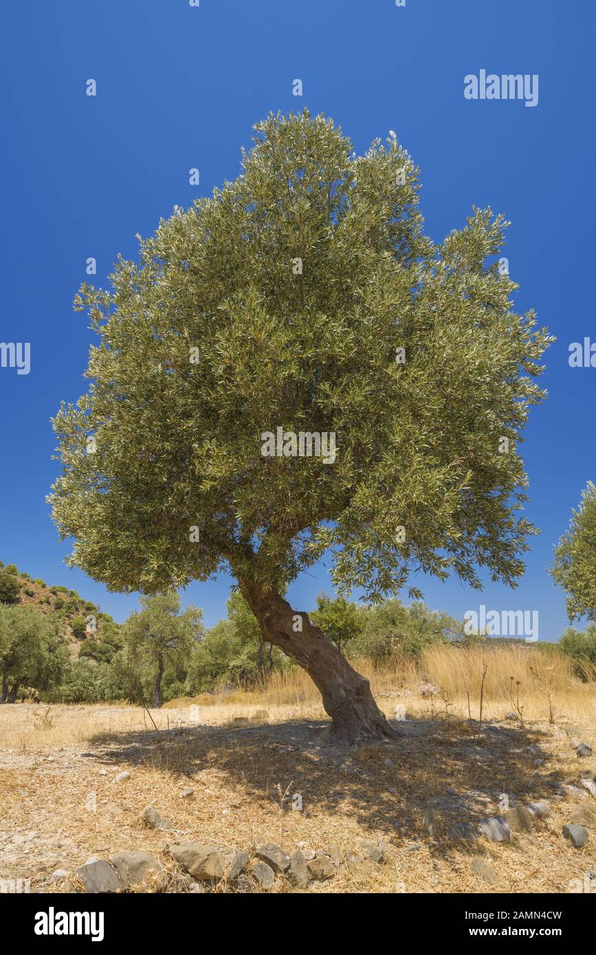 Olive plantation in sun day. Old obsolete olive trees. European olive ...
