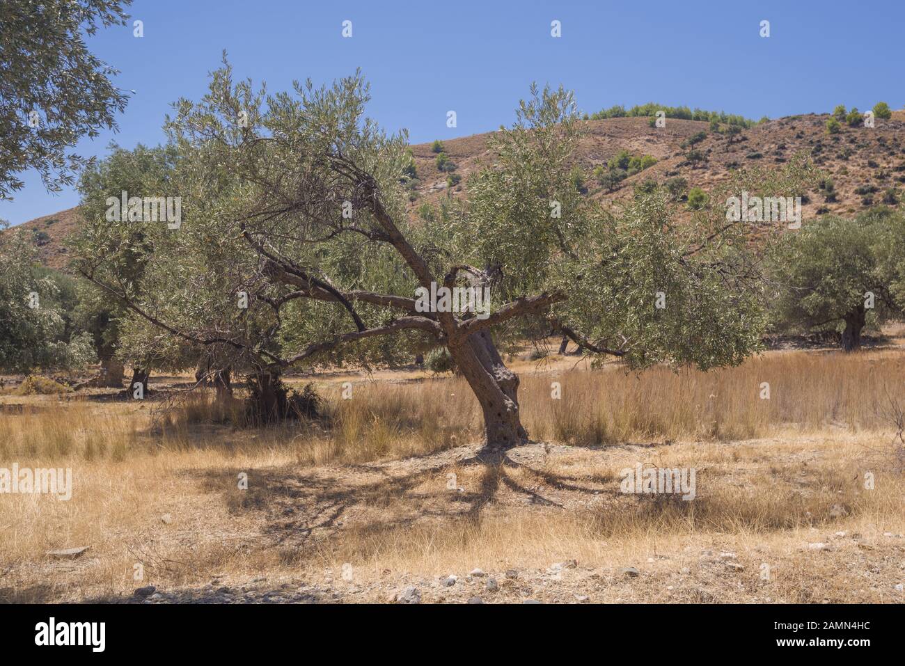 Olive plantation in sun day. Old obsolete olive trees. European olive ...