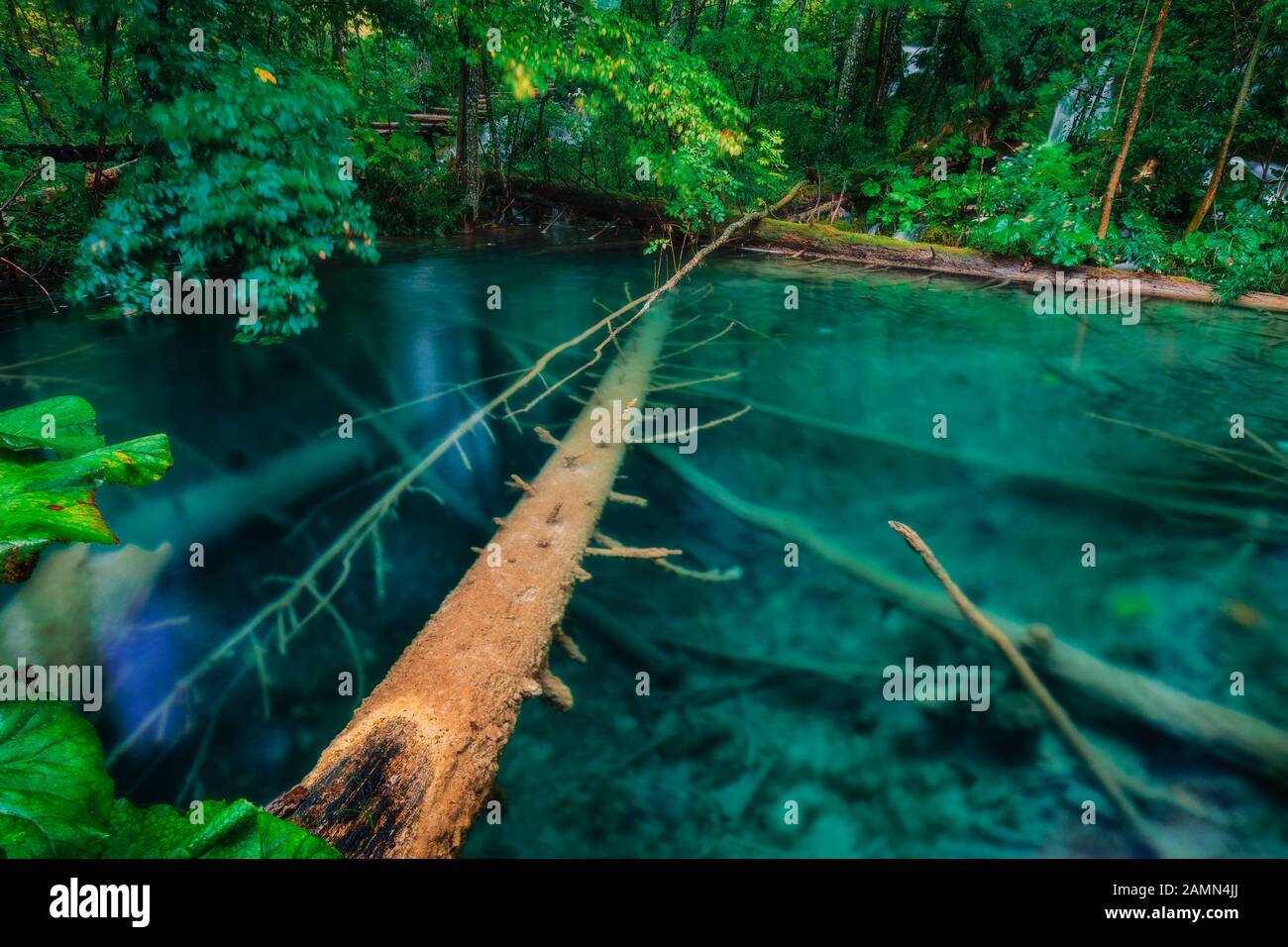 Tree underwater in crystal clear blue water in Plitvice, Croatia Stock ...