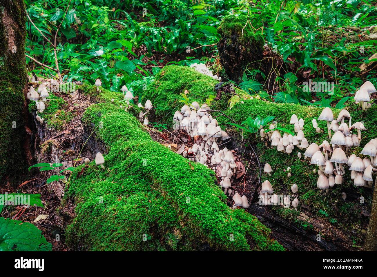 Big butch of mushrooms growing on the fallen tree covered with green ...