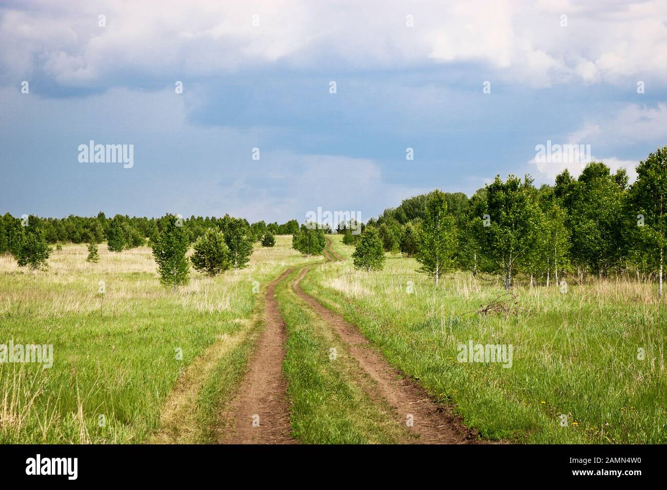Field dirt road among fields and young growth of birches under low ...