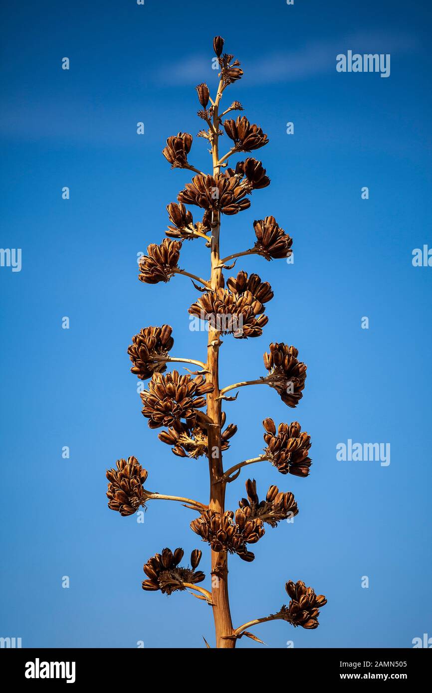 Thorns agave americana hi-res stock photography and images - Alamy