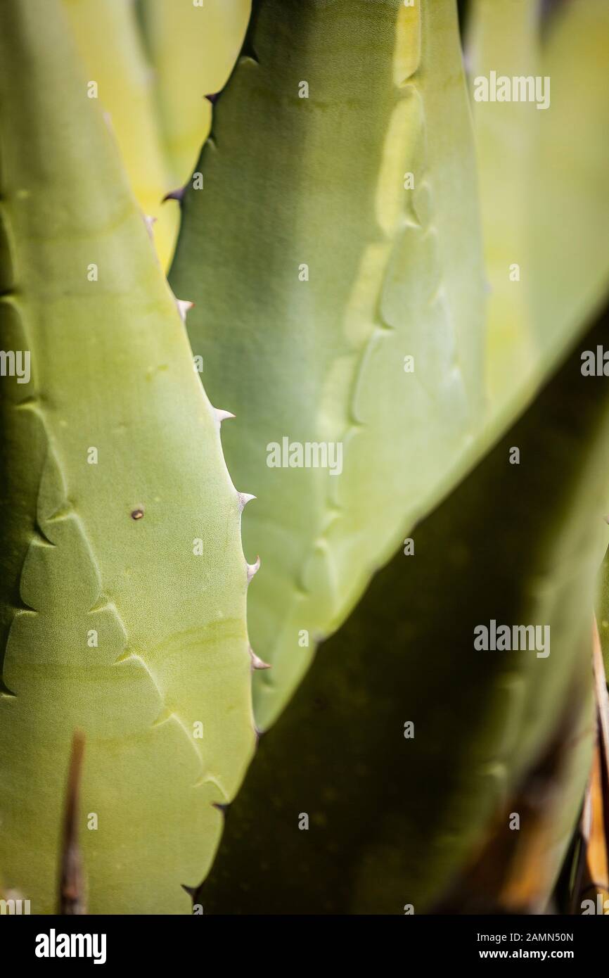 Thorns agave americana hi-res stock photography and images - Alamy