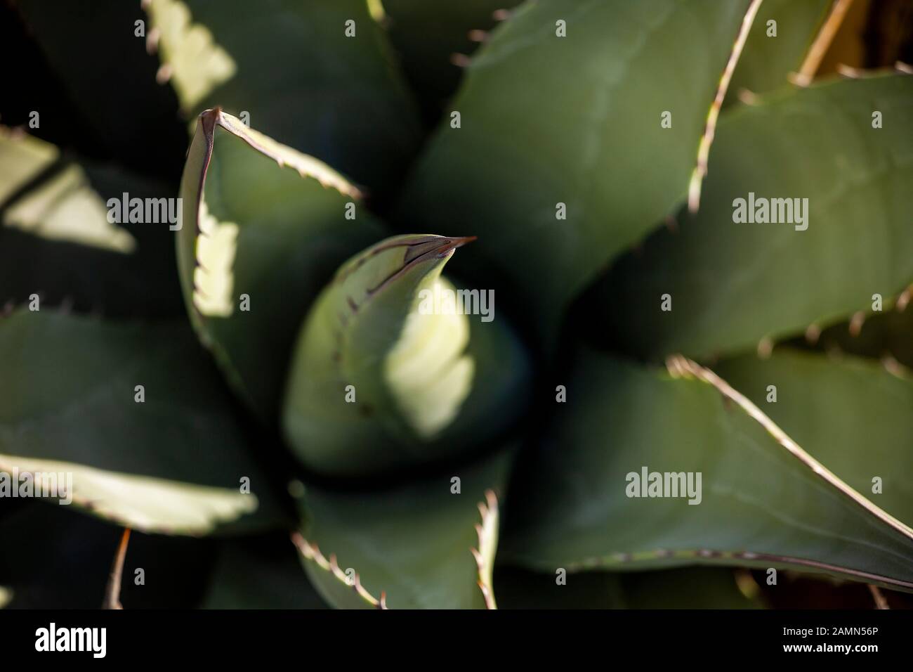 Agave palm plants hi-res stock photography and images - Alamy