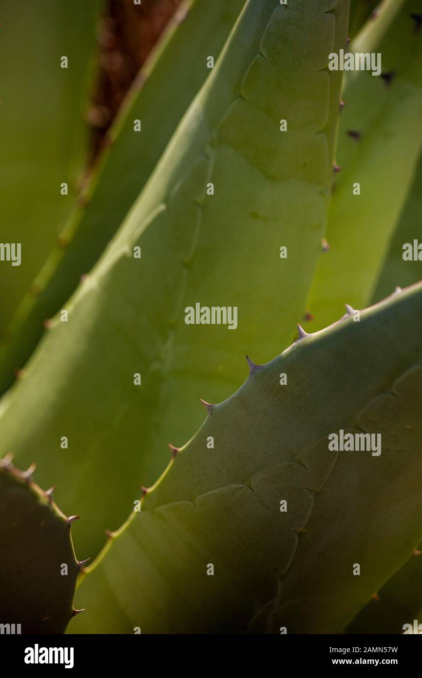 Thorns agave americana hi-res stock photography and images - Alamy