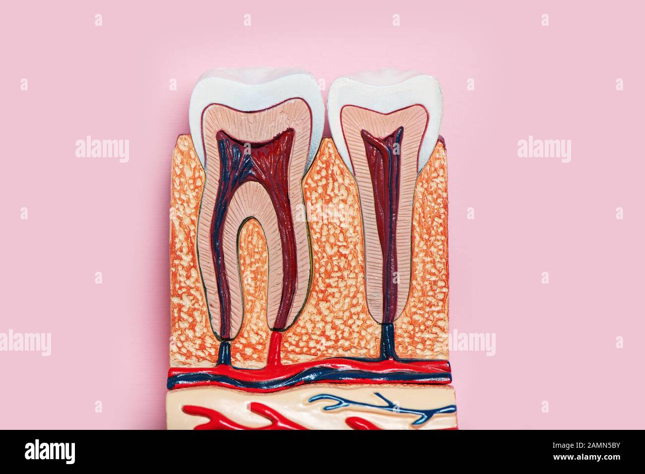 Dental teeth model in a cut on pink background Stock Photo - Alamy