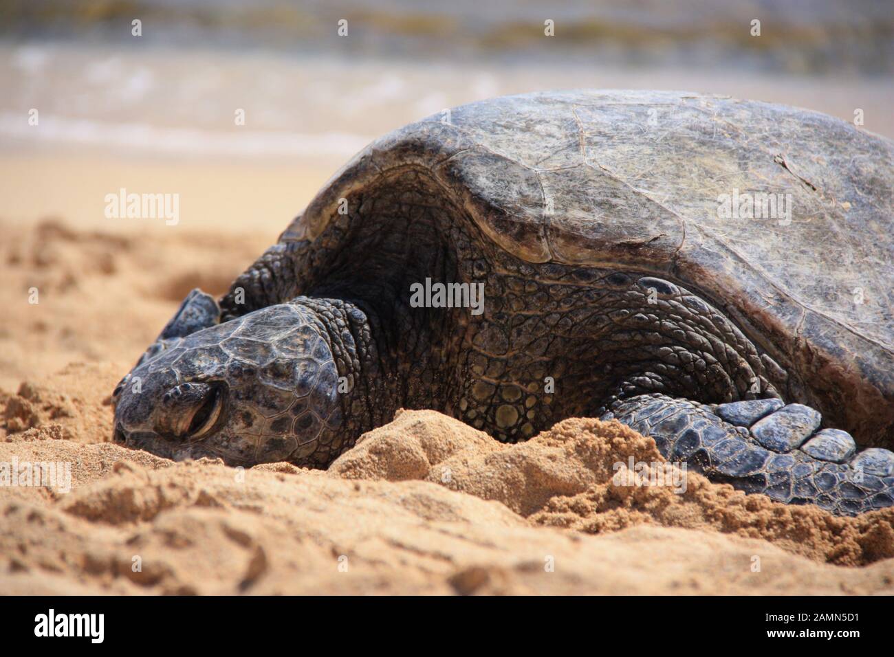 Sea turtle having a rest Stock Photo - Alamy