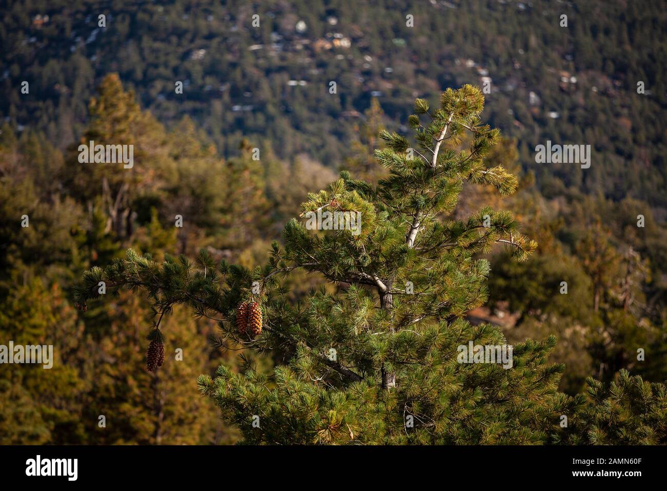 Sugar pine hi-res stock photography and images - Alamy