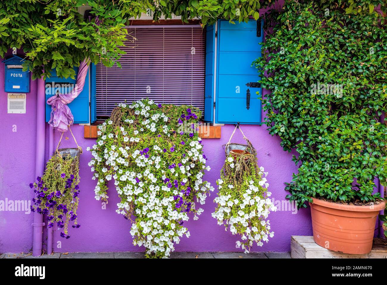 Hidden picturesque window blue shutters and flowers on magenta wall of ...
