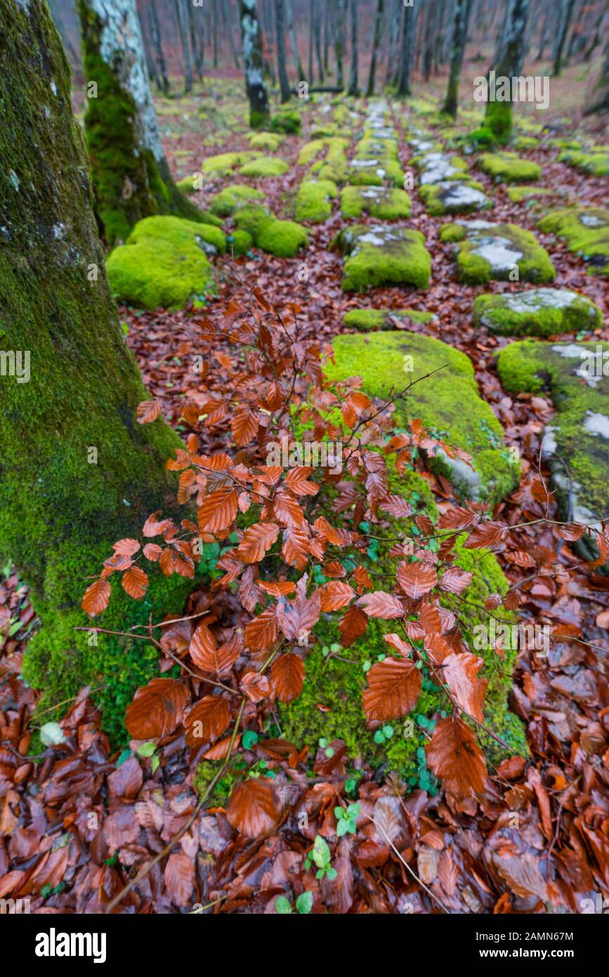 Beech forest in autumn, Monumento Natural Monte Santiago, Salto del ...