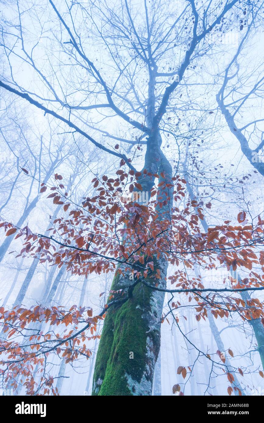 Beech forest in autumn, Monumento Natural Monte Santiago, Salto del ...