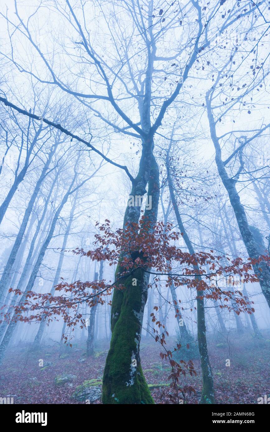 Beech forest in autumn, Monumento Natural Monte Santiago, Salto del ...