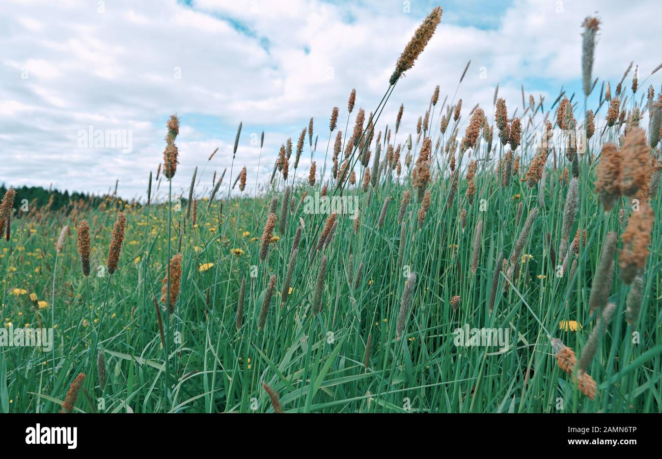 Russian meadow with Timothy-grass.Arkhangelsk region. Russian North ...