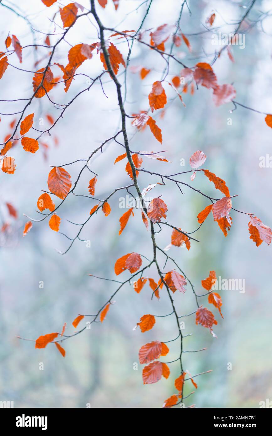 Beech forest in autumn, Monumento Natural Monte Santiago, Salto del ...