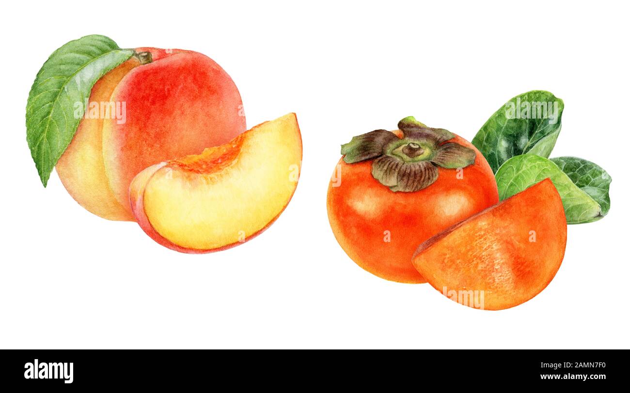 Persimmon peach watercolor isolated on white background Stock Photo - Alamy
